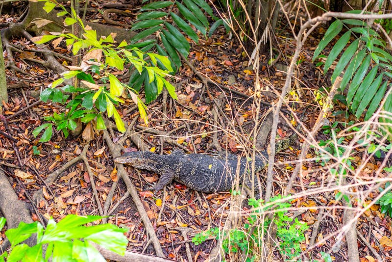 Monitor Lizard in the Thickets of Tropical Trees. Animal World of Asia ...