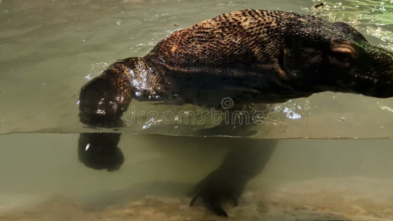 Monitor Lizard at the UAE Zoo Stock Footage - Video of monitor ...