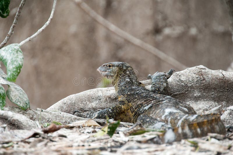 Lizard in Uganda stock photo. Image of animal, lumber - 34873400
