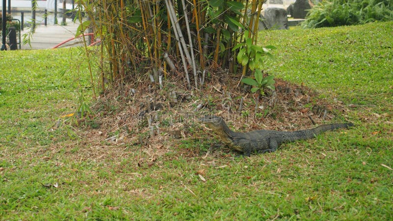 Monitor Lizard Under a Tree Stock Photo - Image of monitor, lizard ...