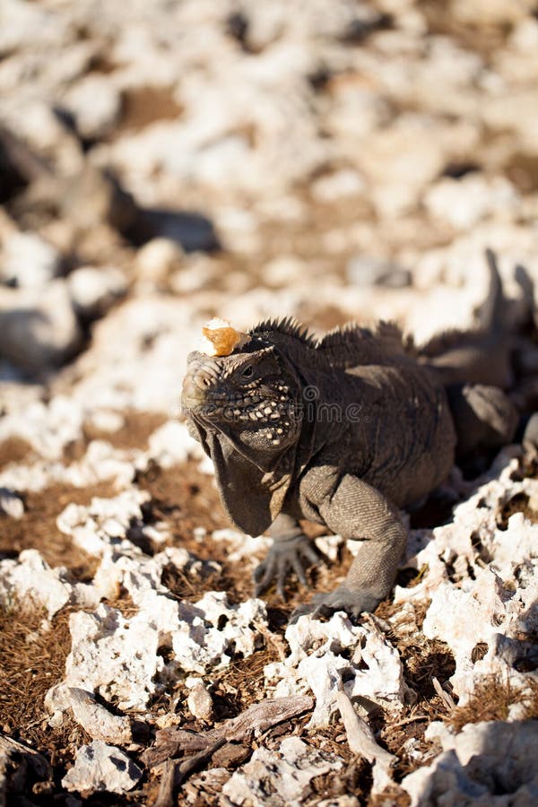 Monitor lizard, varan stock photo. Image of natural - 140305448