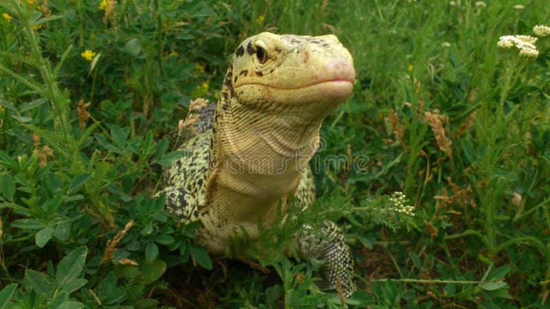 Monitor Lizard stock image. Image of look, jaws, lizard - 66457683