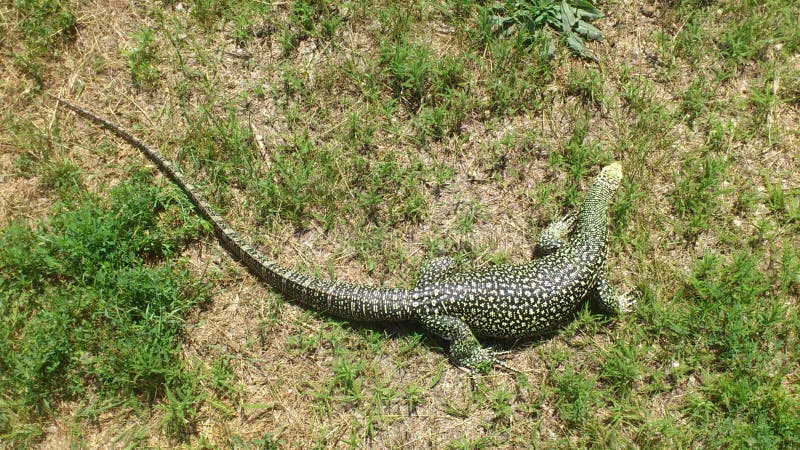 Monitor Lizard stock photo. Image of animal, predator - 66532260
