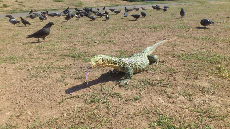 Monitor Lizard stock photo. Image of reptile, cold, animal - 66457670