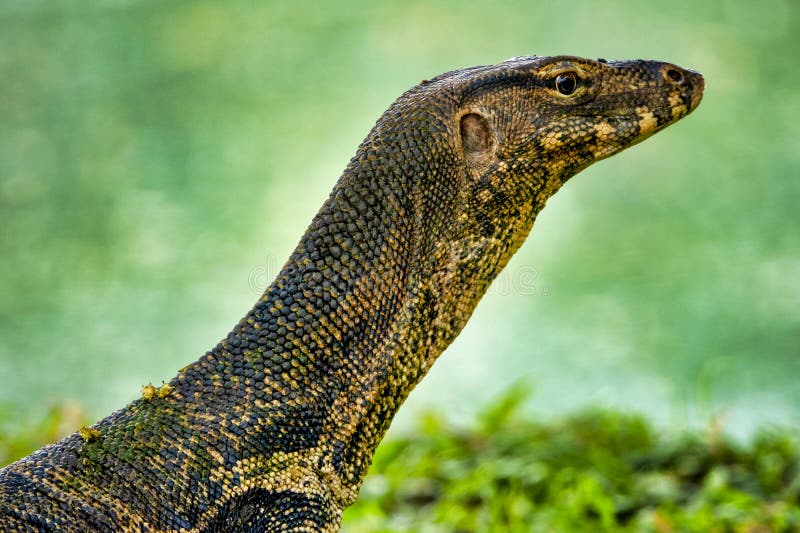 Monitor Lizard stock image. Image of adult, thai, close - 171010119