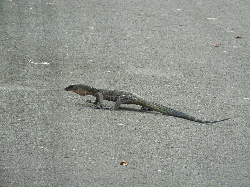 Monitor Lizard in Waigeo Island Stock Photo - Image of animal, ampat ...