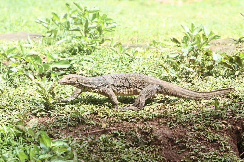 A Monitor Lizard Walking in the Field Stock Image - Image of animal ...