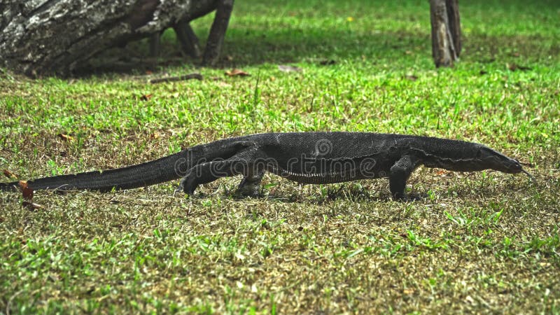 Monitor Lizard is Walking in the Park. Stock Footage - Video of reptile ...