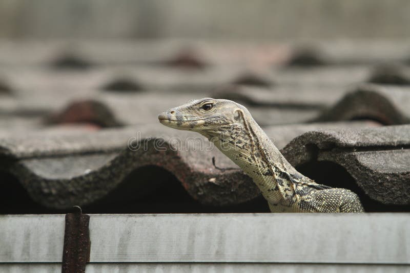 A Monitor Lizard Was on the Roof Stock Photo - Image of head, roof ...