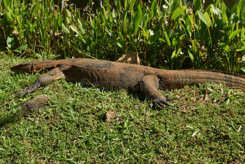 Monitor Lizard in the Wild of Southeast Asia Stock Photo - Image of ...