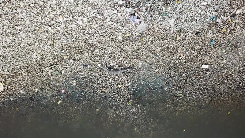 Monitor Lizards Over the Shell Stock Footage - Video of animal, giant ...