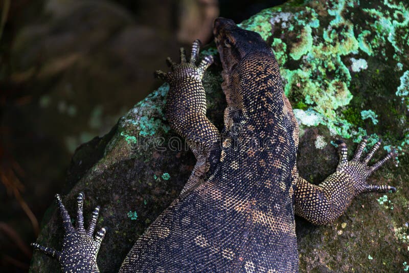 Monitor Lizards Varanus on the Rock Stock Photo - Image of komodoensis ...