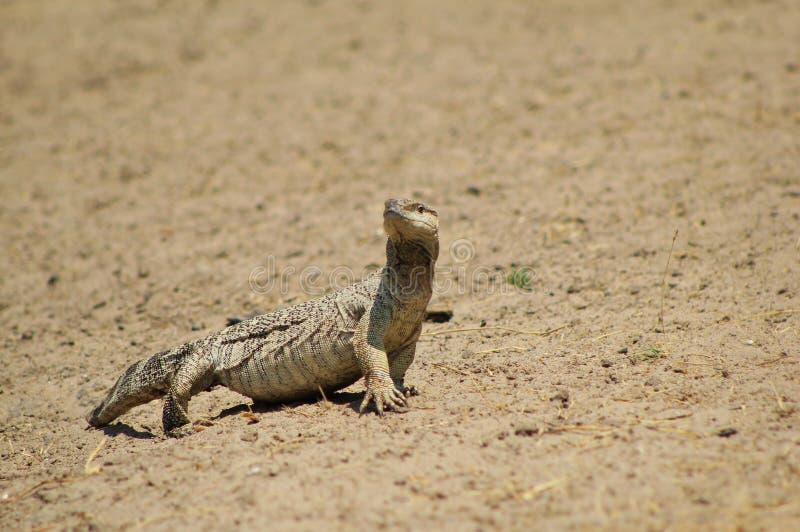 Dhub Lizard stock image. Image of reptile, lizard, soft - 7124831