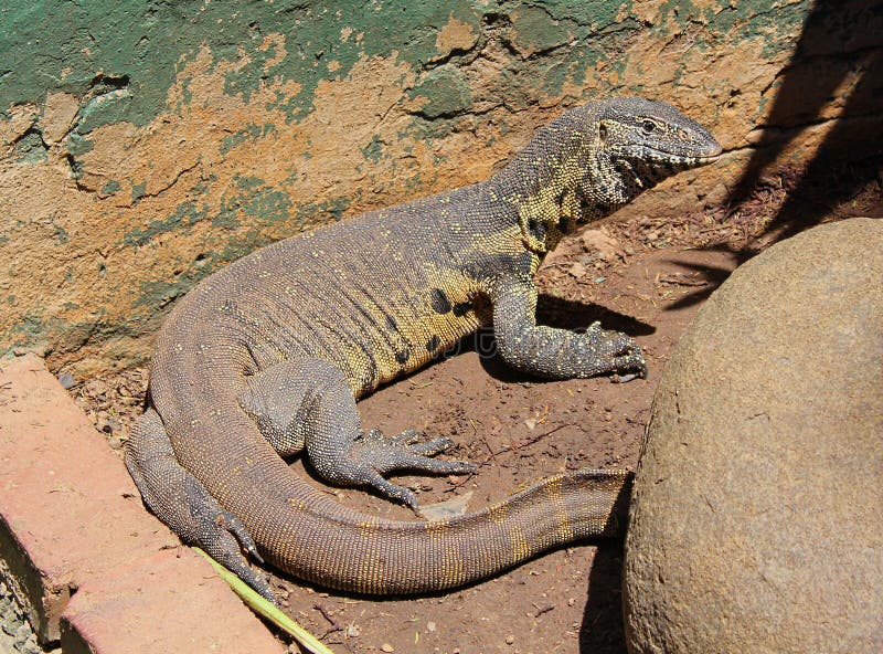 Monitor stock image. Image of animal, reptile, monitor - 101371749