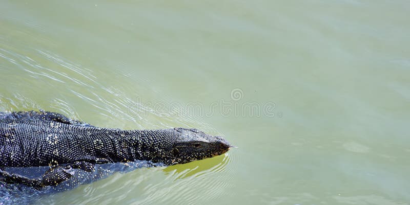 Monitor or Water Lizard Floating in the Lake Stock Image - Image of ...