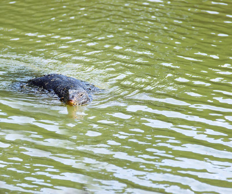 Monitor or Water Lizard Floating in the Lake Stock Photo - Image of ...