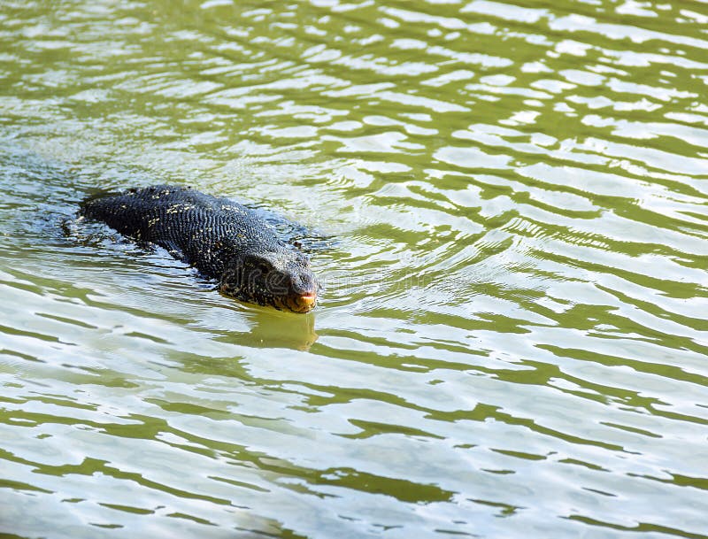 Monitor or Water Lizard Floating in the Lake Stock Photo - Image of ...