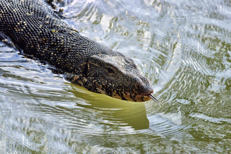 Monitor or Water Lizard Floating in the Lake Stock Photo - Image of ...