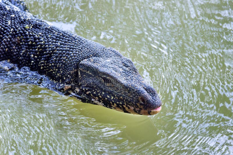 Monitor or Water Lizard Floating in the Lake Stock Photo - Image of ...