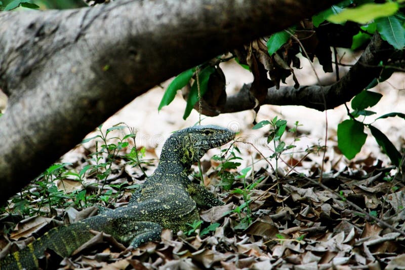 Hagedis - Tanzania, Afrika stock foto. Image of oost - 26309020