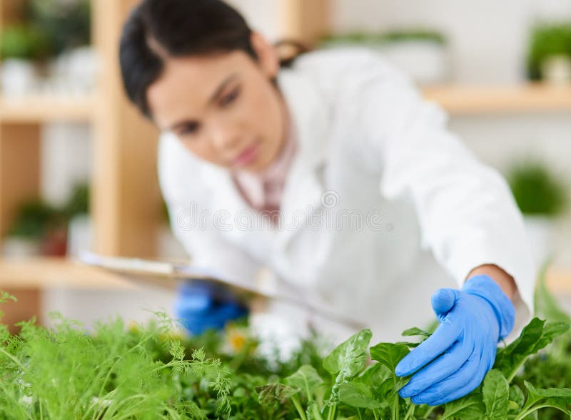 Monitoring the Growth of Her Crops. a Young Scientist Working with ...