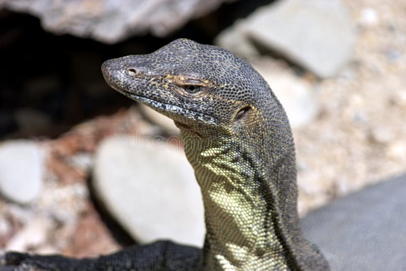 MonitorSide stock image. Image of wild, yellow, australian - 298741