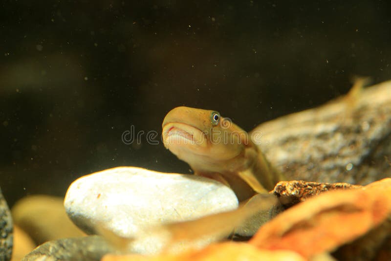 Monk goby stock photo. Image of japan, fish, water, asia - 39931148