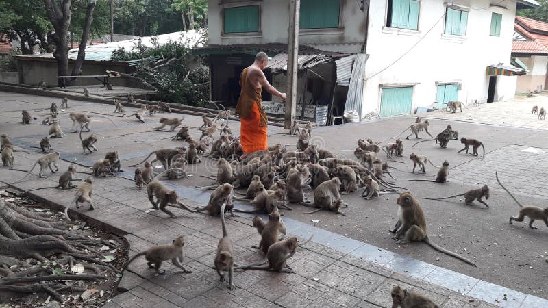 Monk and monkey editorial stock photo. Image of monk - 76591623