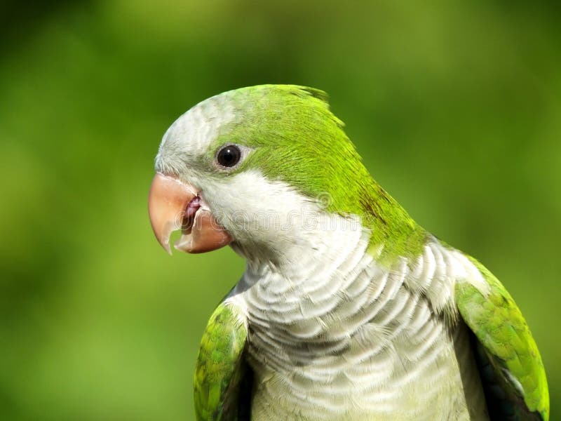 Parakeet Open Mouth Stock Photos - Free & Royalty-Free Stock Photos ...