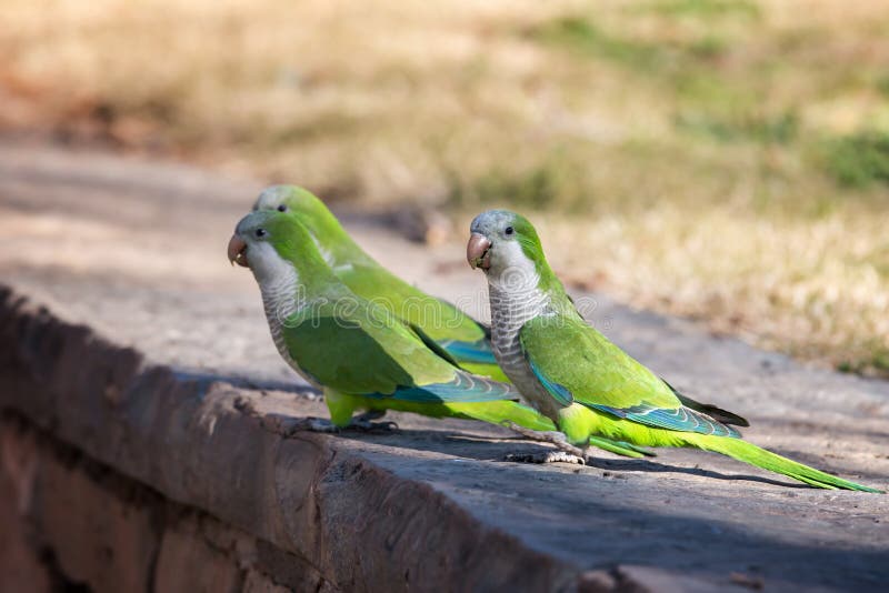 Monk Parakeet, Quaker Parrot, on a Tree Branch in Malaga, Andalusia in ...