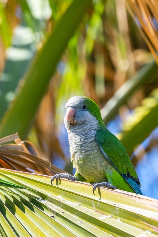 Monk Parakeet, Myiopsitta Monachus, Malaga, Spain Stock Image - Image ...