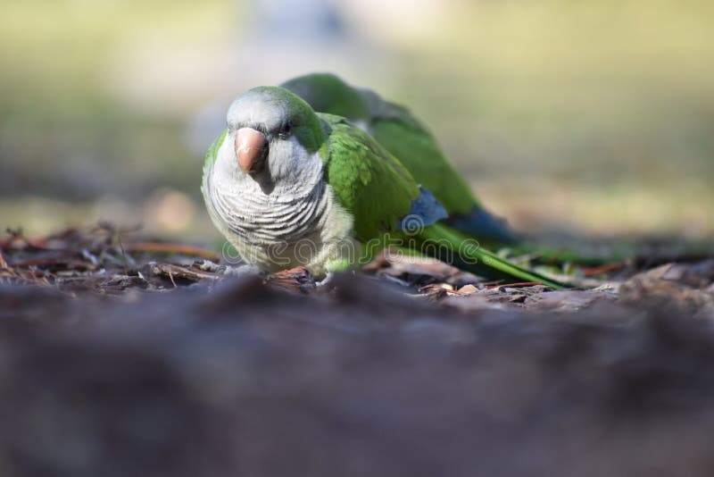 Monk Parakeet (myiopsitta Monachus), or Quaker Parrot Stock Image ...
