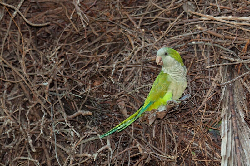 Monk parakeet in a nest stock photo. Image of forest - 262498856