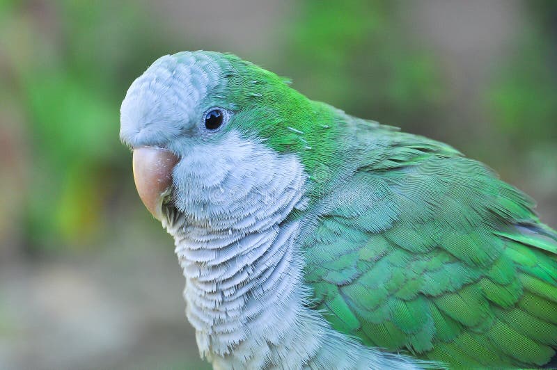 Monk Parakeet Quaker Parrot Myiopsitta Monachus Stock Image - Image of ...