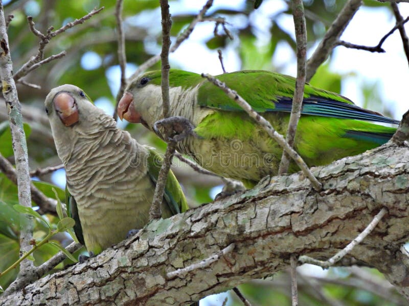Monk Parakeets (Myiopsitta Monachus) Stock Photo - Image of parrot ...