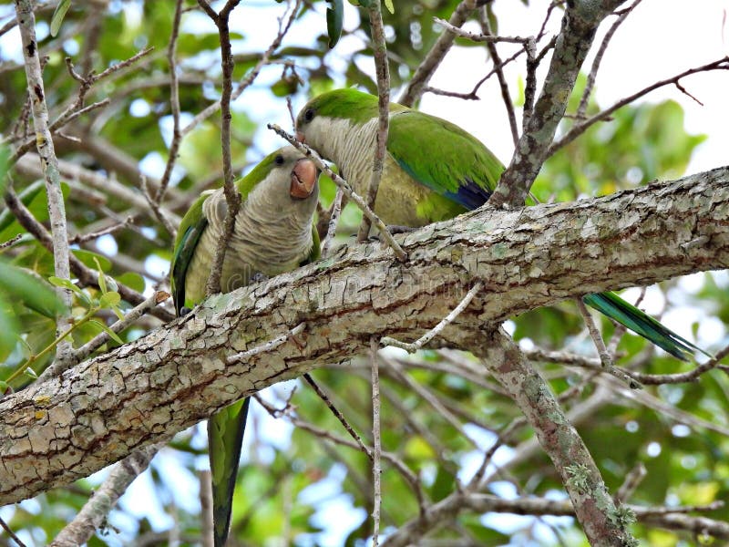 Monk Parakeets (Myiopsitta Monachus) Stock Photo - Image of myiopsitta ...