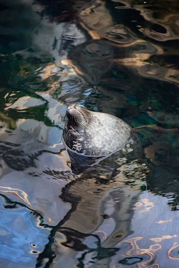 Monk Seal Relaxing on Surface Stock Photo - Image of blubber, hawaiian ...