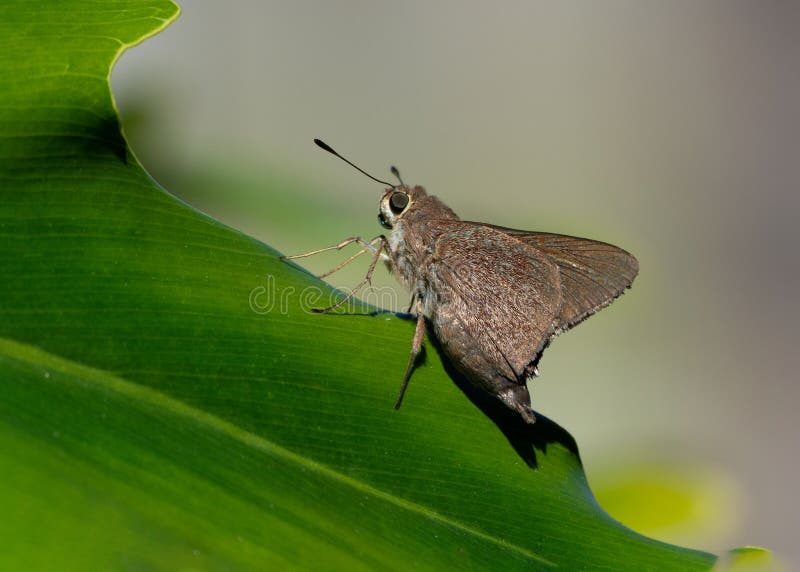 Monk Skipper Butterfly on Curved Green Leaf Stock Image - Image of ...