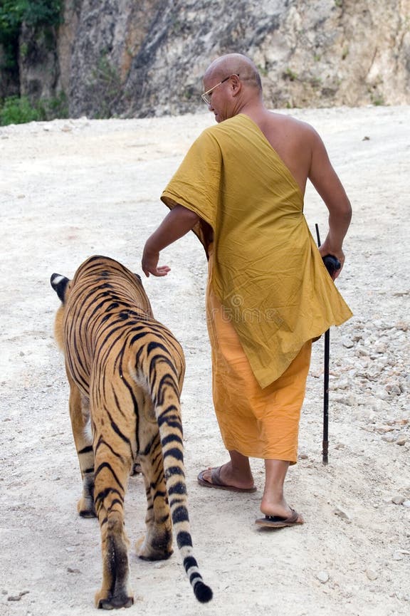 Monk and the Tiger editorial stock photo. Image of stroll - 8219188