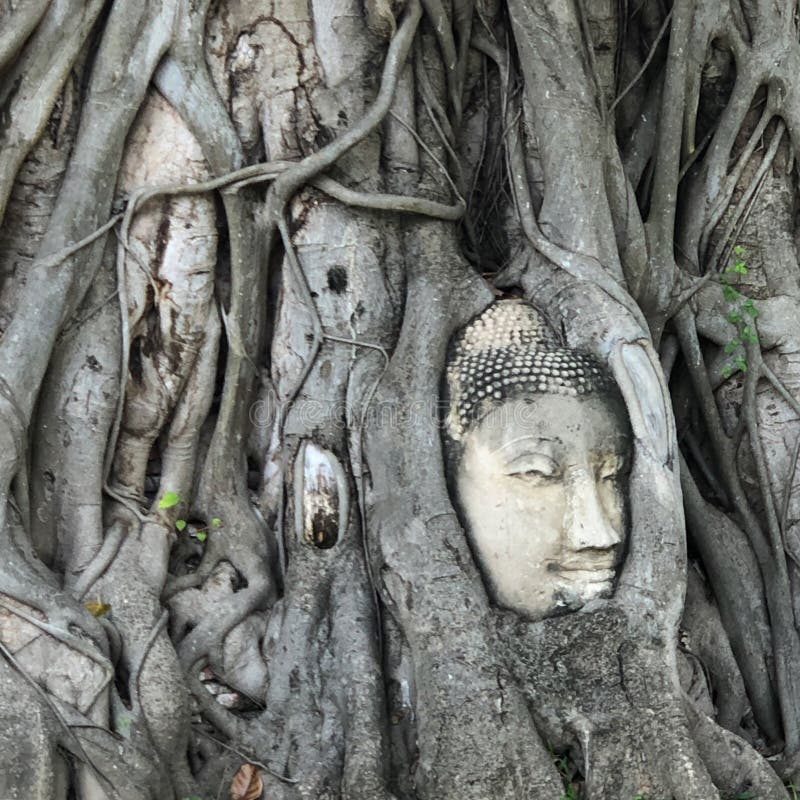 Monk in the tree stock image. Image of ancient, monk - 183450741
