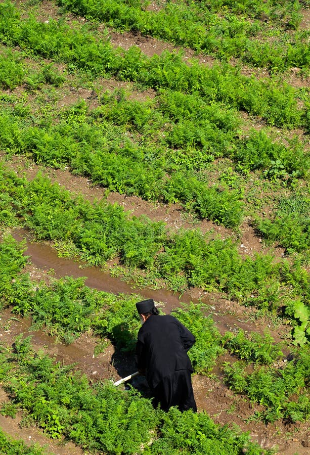 God`s Agriculture,monk at Work Stock Photo - Image of harvest, belief ...