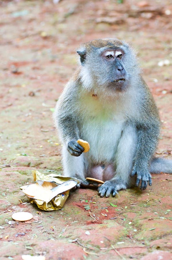 Monket eat biscuit stock photo. Image of wildlife, animal - 21982782