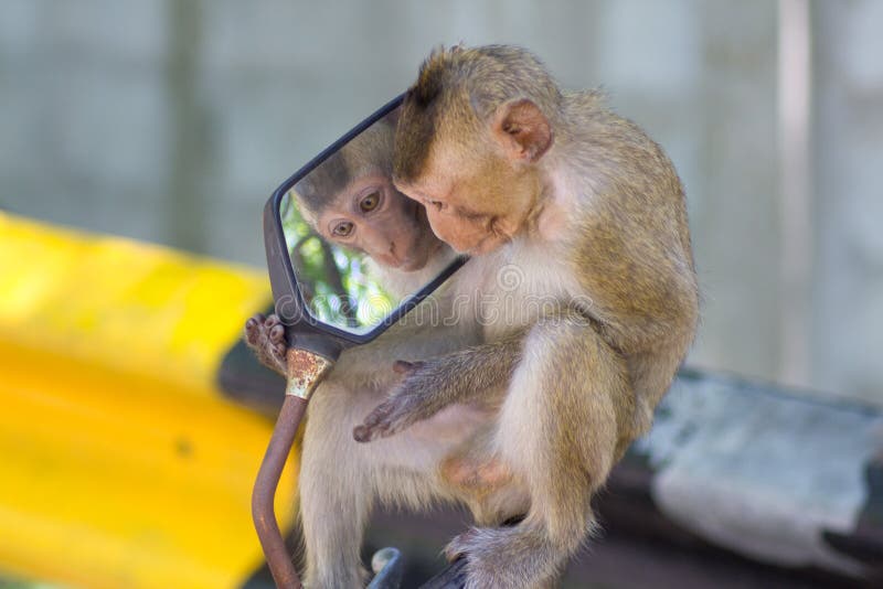 Monkeyï½“ look in a mirror stock image. Image of mischief - 57047429