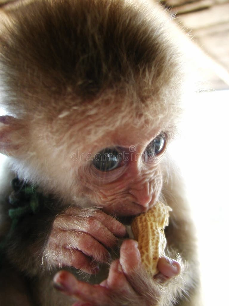 2,097 Vietnam Monkey Stock Photos - Free & Royalty-Free Stock Photos ...