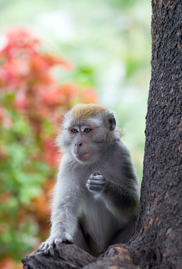 Bee on Mimosa flower stock photo. Image of pink, leaves - 3885166