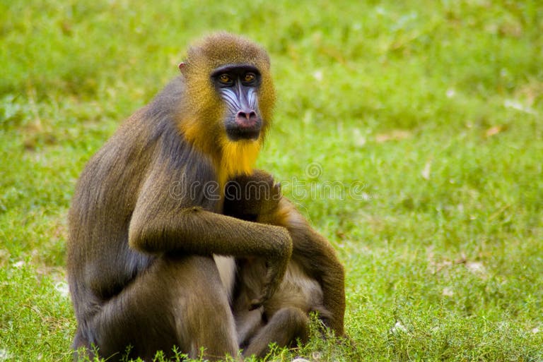 424 Teen Monkey Stock Photos - Free & Royalty-Free Stock Photos from ...