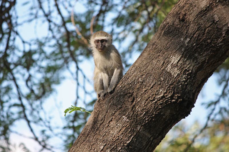 Monkey stock photo. Image of standing, south, horizontal - 11051064
