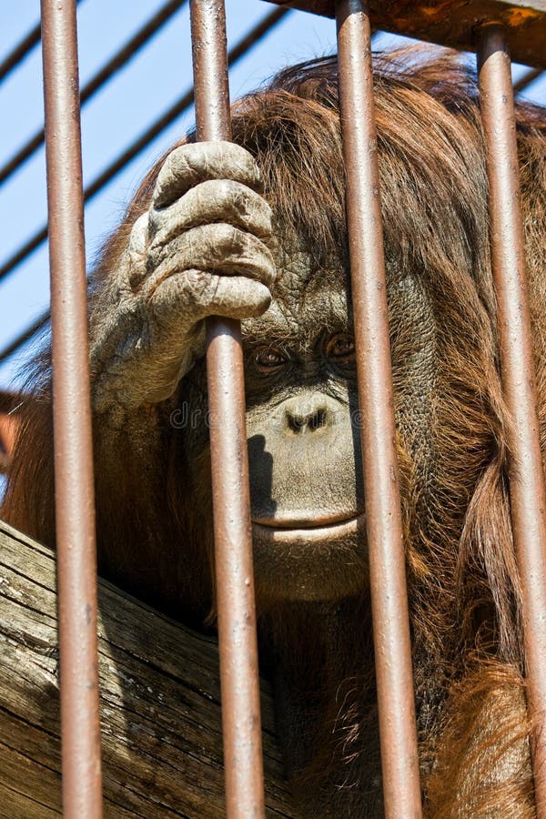 1,026 Monkey Jail Photos - Free & Royalty-Free Stock Photos from Dreamstime