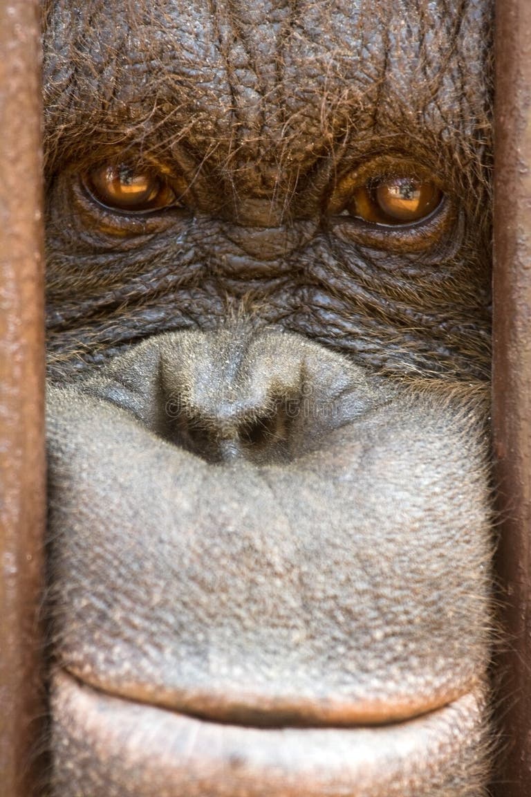 1,153 Monkey Jail Stock Photos - Free & Royalty-Free Stock Photos from ...
