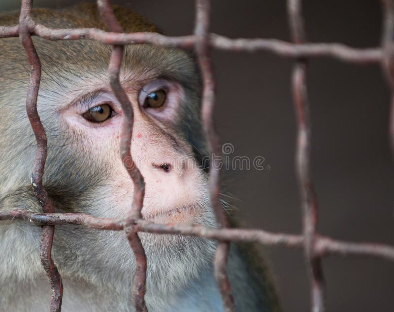 Monkey stock photo. Image of rust, muzzle, danger, expression - 11538524